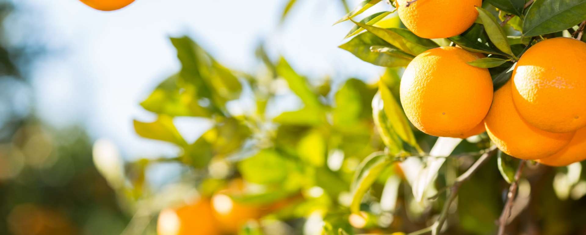 Leader in production of organic citrus in Europe - CIOR